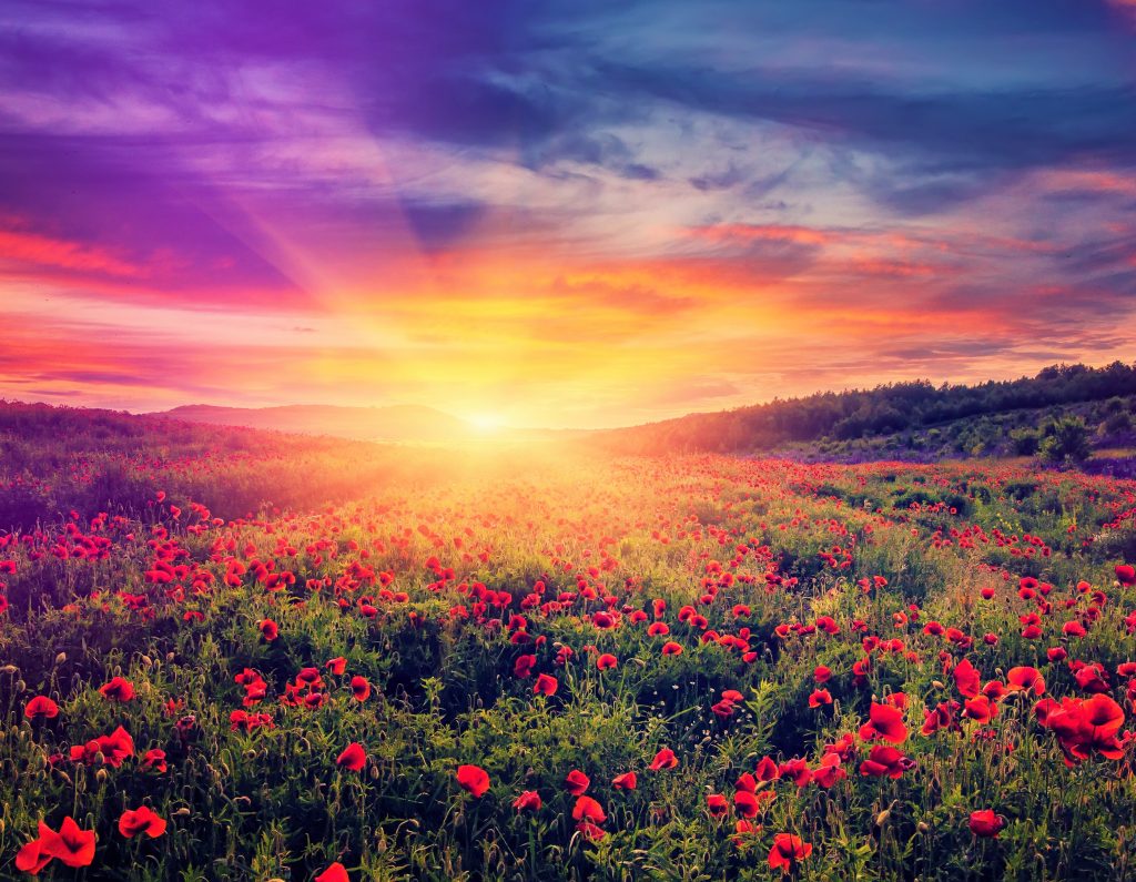 Flowers/Landscape Crystal Canvas Kits - Crystal Canvas | Page 2